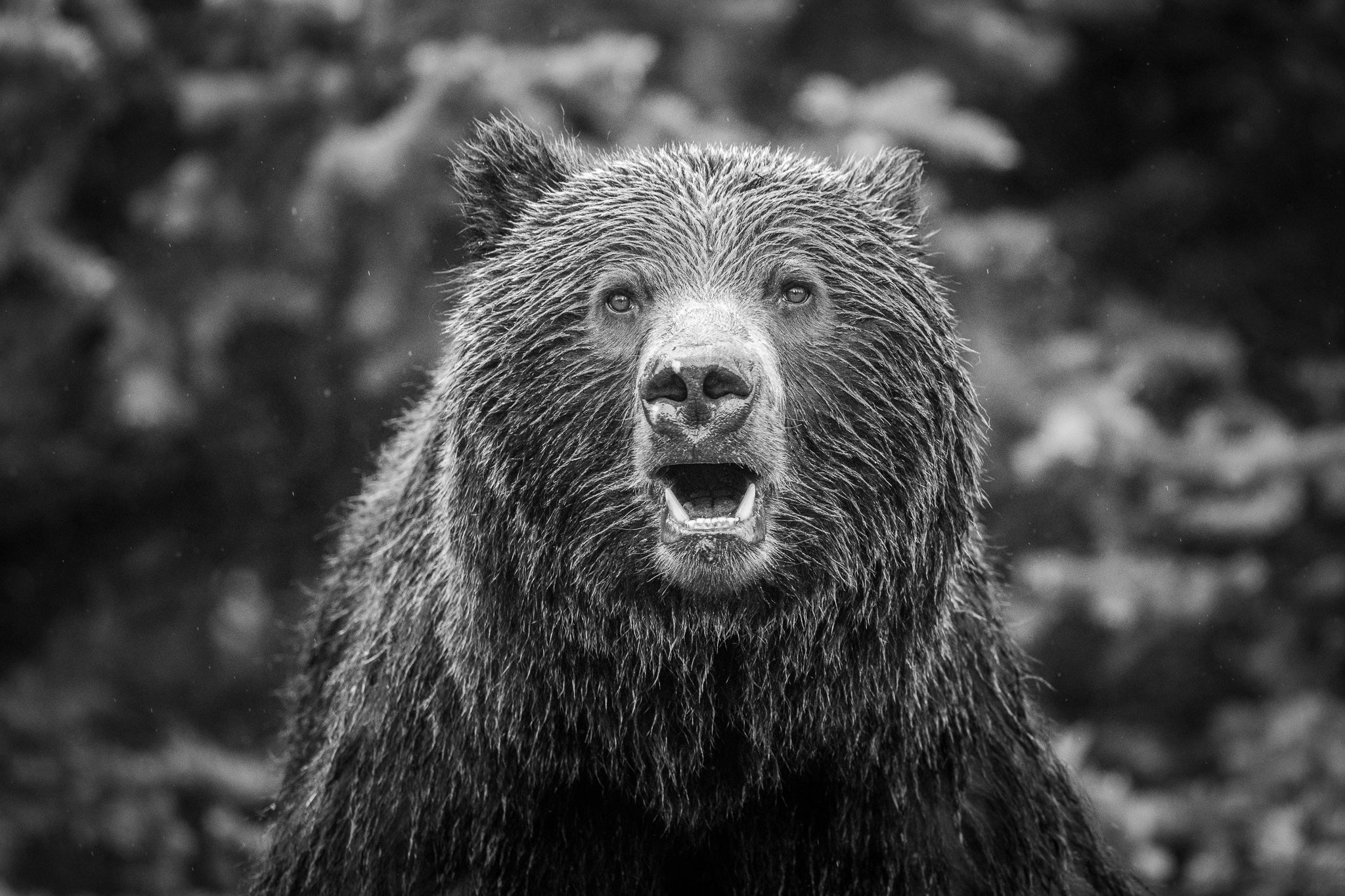 Howling Bear – wildmoussaphotography