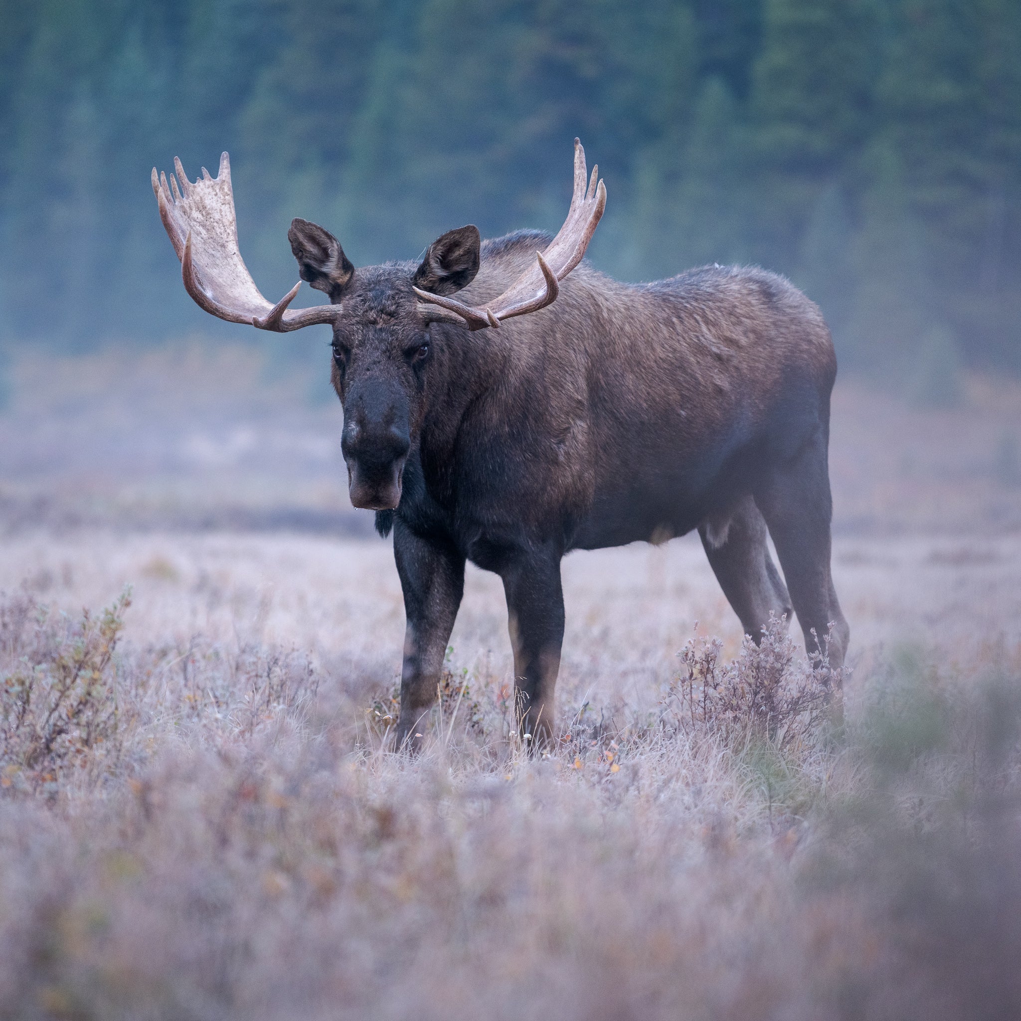 Foggy Moose – wildmoussaphotography