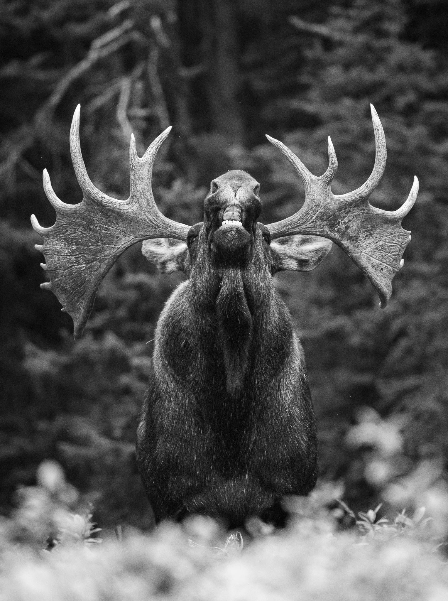 Call of the Wild – wildmoussaphotography