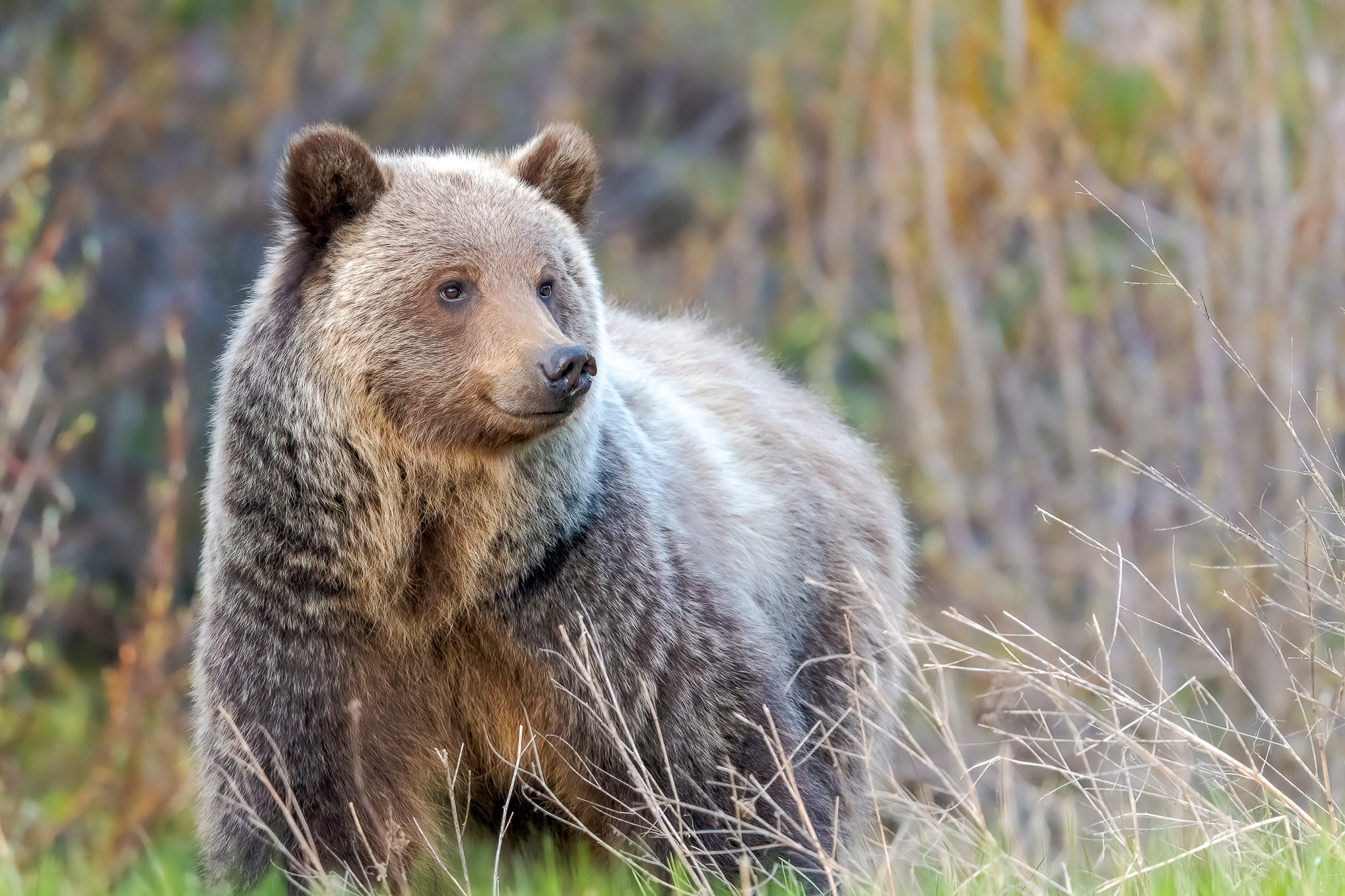 Smiley Bear – wildmoussaphotography